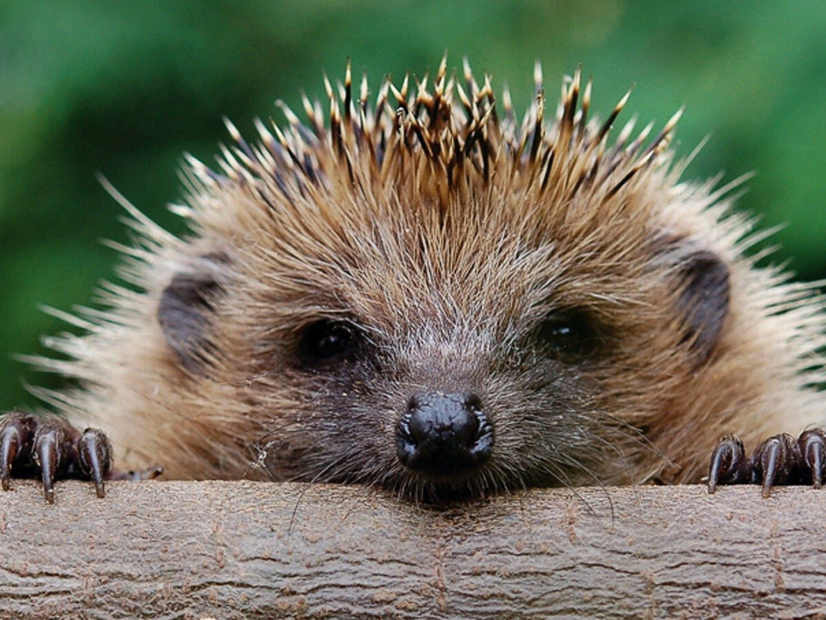 Biodiversité dans le Bois du Château - Site de la mairie
